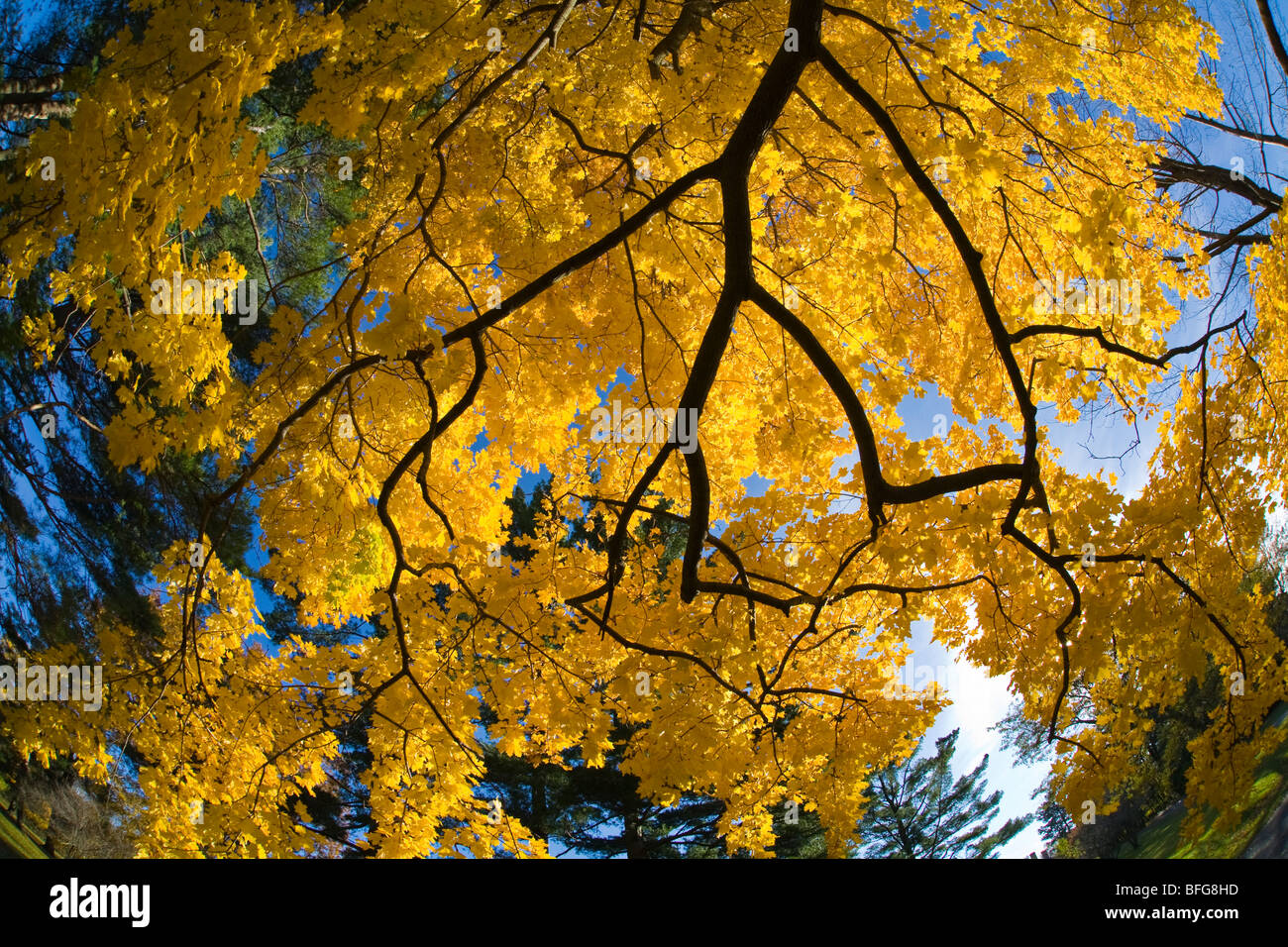 Trees with yellow fall color in Knox Farm State Park in East Aurora New ...
