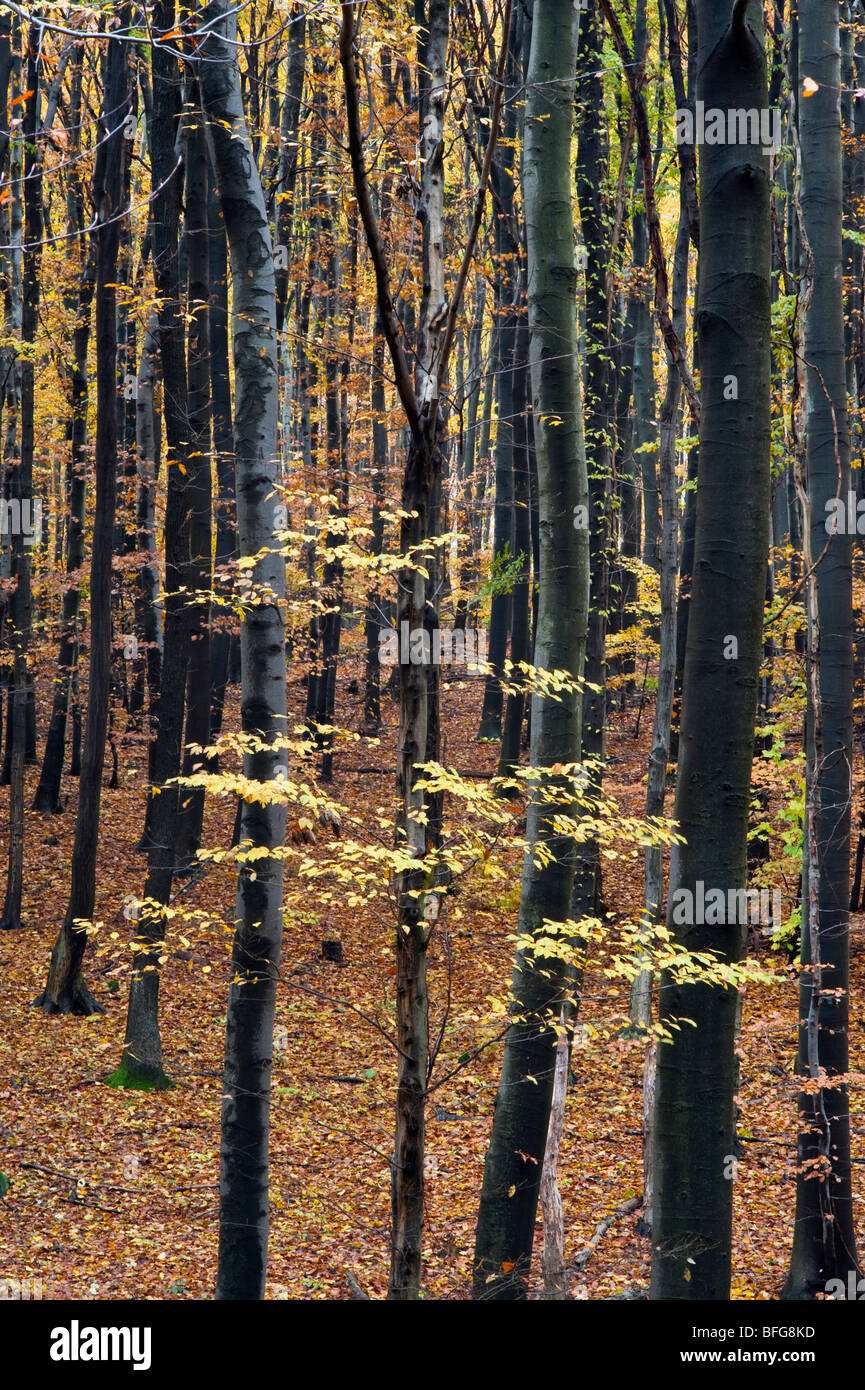 detail of a tiny tree with yellow folio in autumn forest. Male Karpaty ...