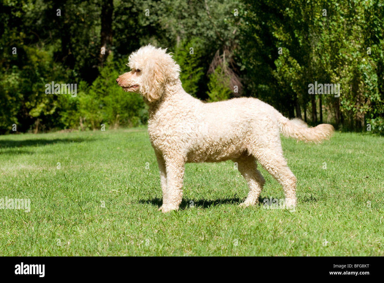 side view of undocked standard poodle on grass Stock Photo - Alamy