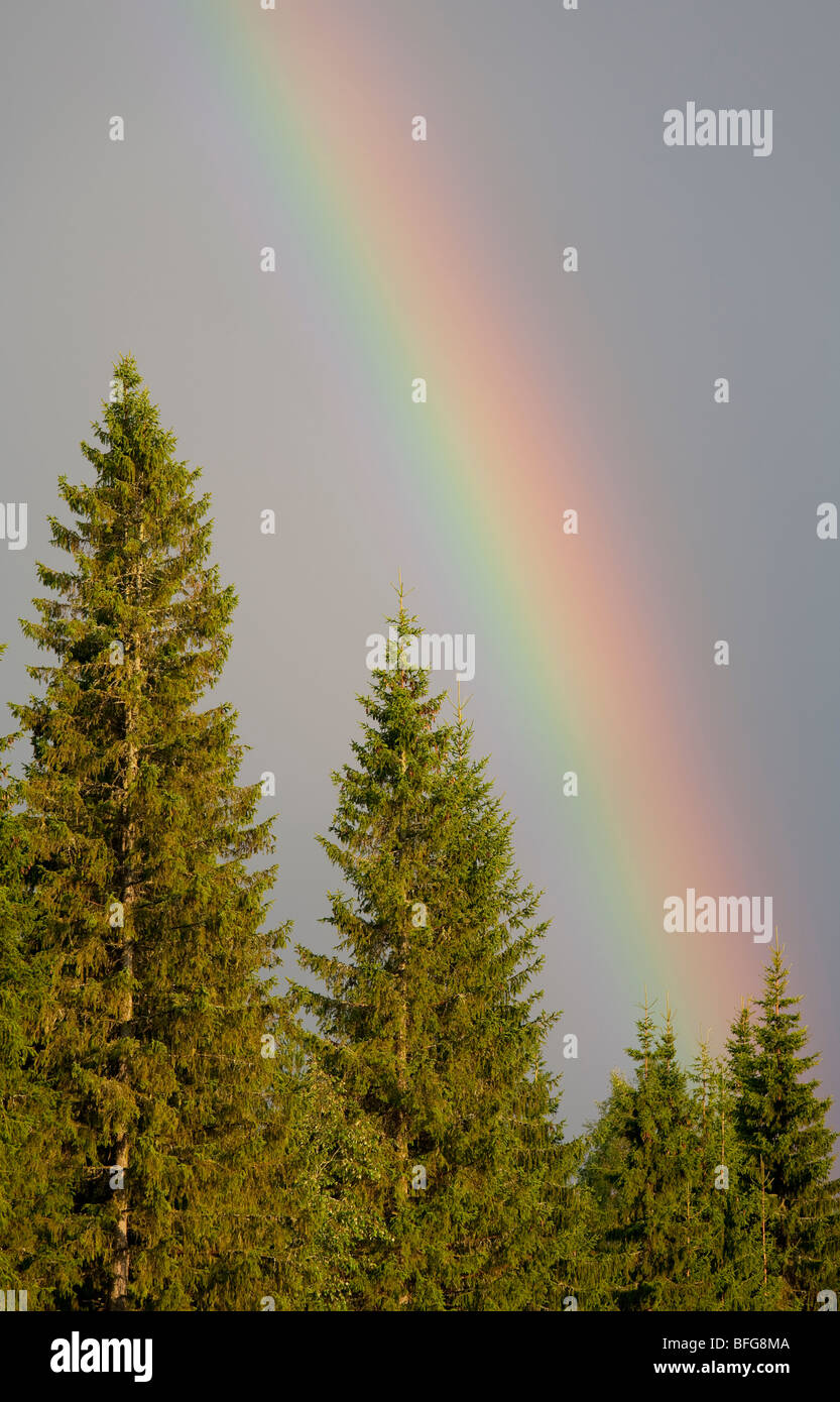 Rainbow over spruce ( picea abies ) trees , Finland Stock Photo - Alamy