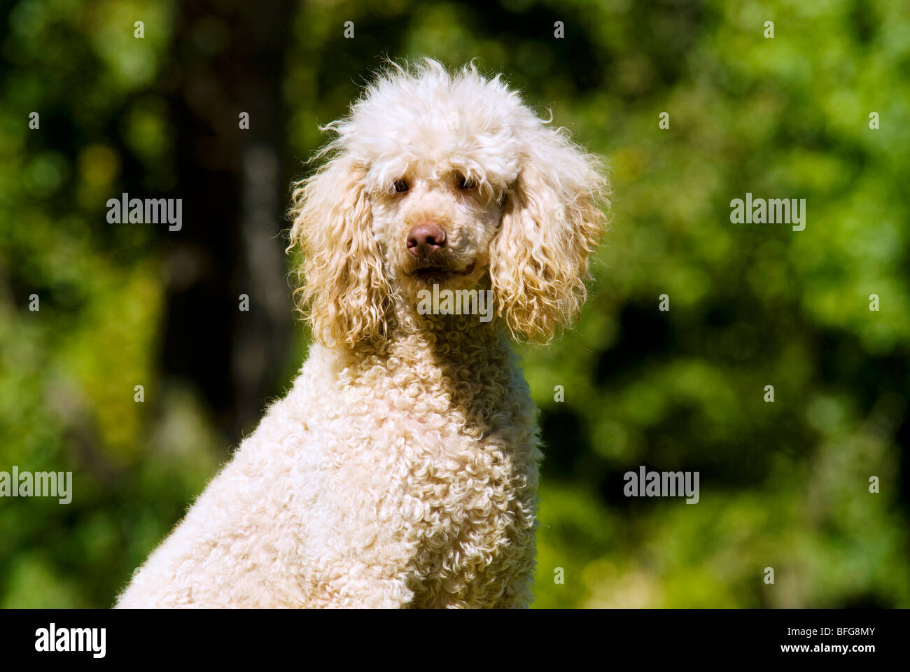 standard poodle shoulders Stock Photo - Alamy