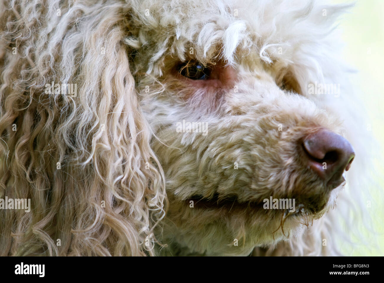 standard poodle portrait Stock Photo - Alamy