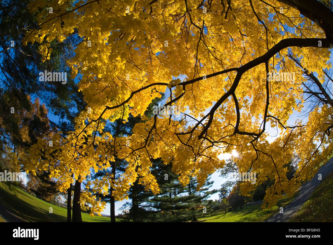 Trees with yellow fall color in Knox Farm State Park in East Aurora New ...