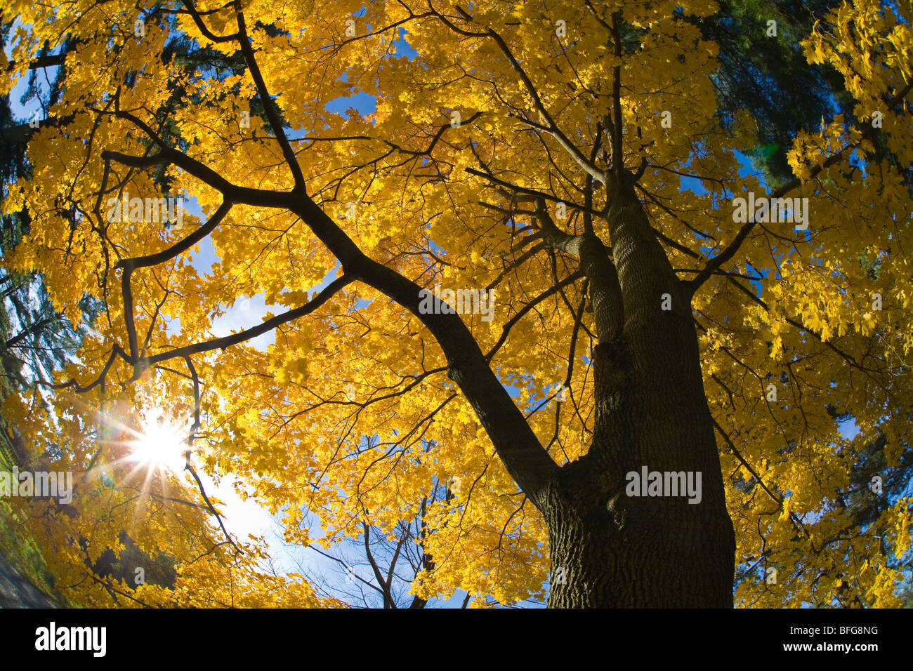 Trees with yellow fall color in Knox Farm State Park in East Aurora New ...
