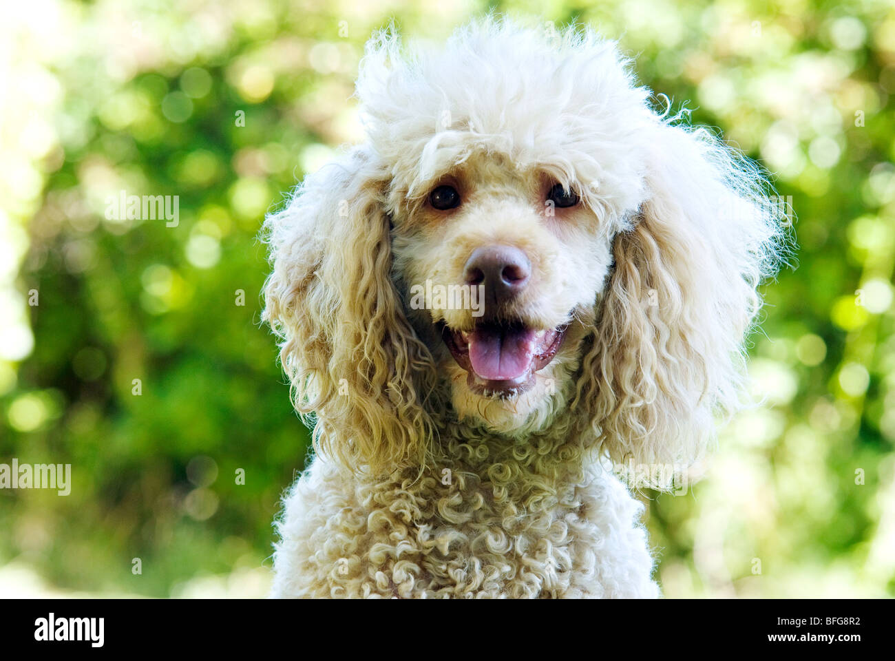 standard poodle portrait Stock Photo - Alamy