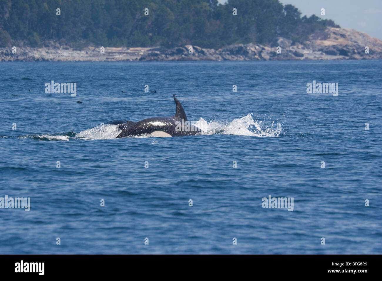 Front dorsal fin hi-res stock photography and images - Alamy