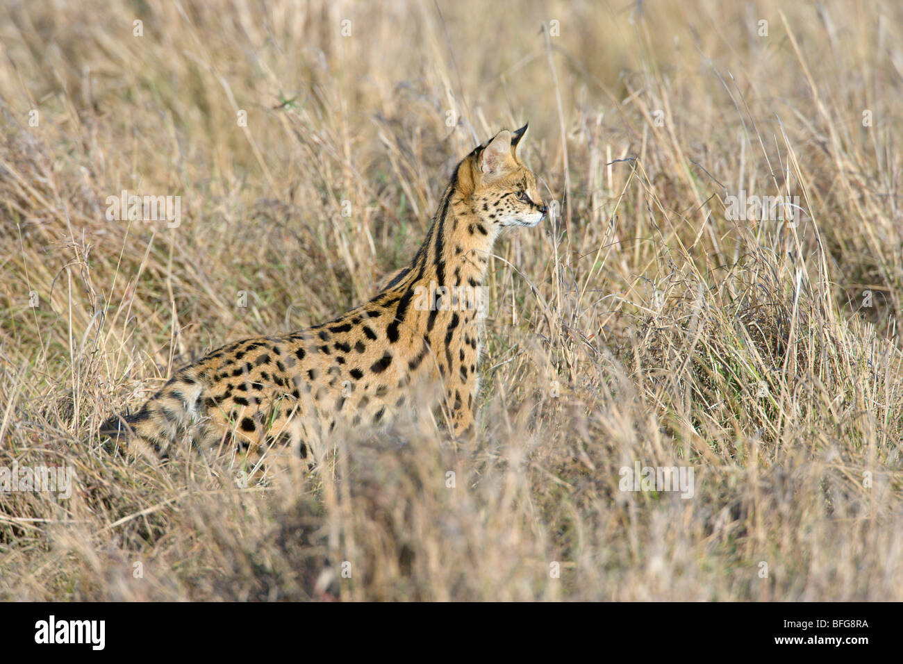 Serval cat, Leptailurus serval, hunting for rodents in grass. Masai ...