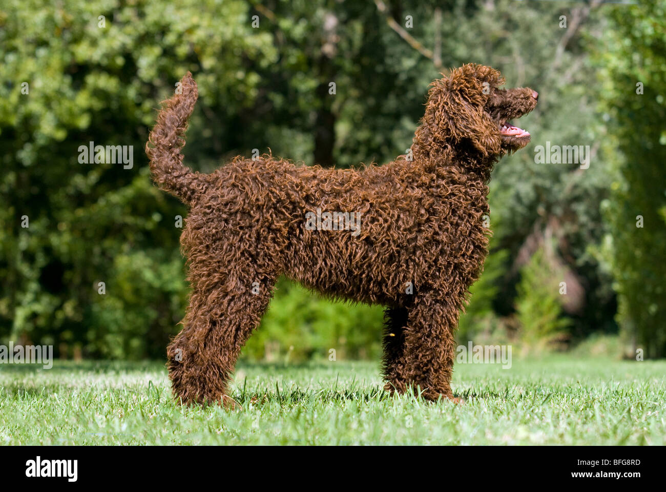 young undocked poodle Stock Photo - Alamy