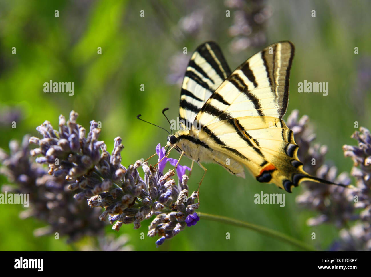 Swallowtail on the levander Stock Photo - Alamy
