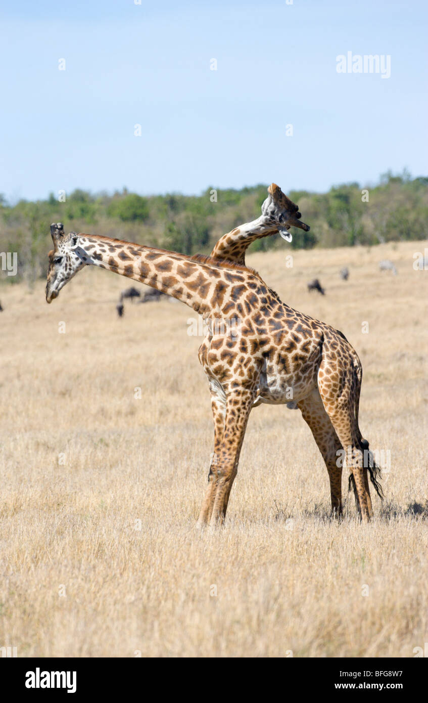 Two male Giraffe Masai race, Giraffa camelopardalis, engaged in combat ...