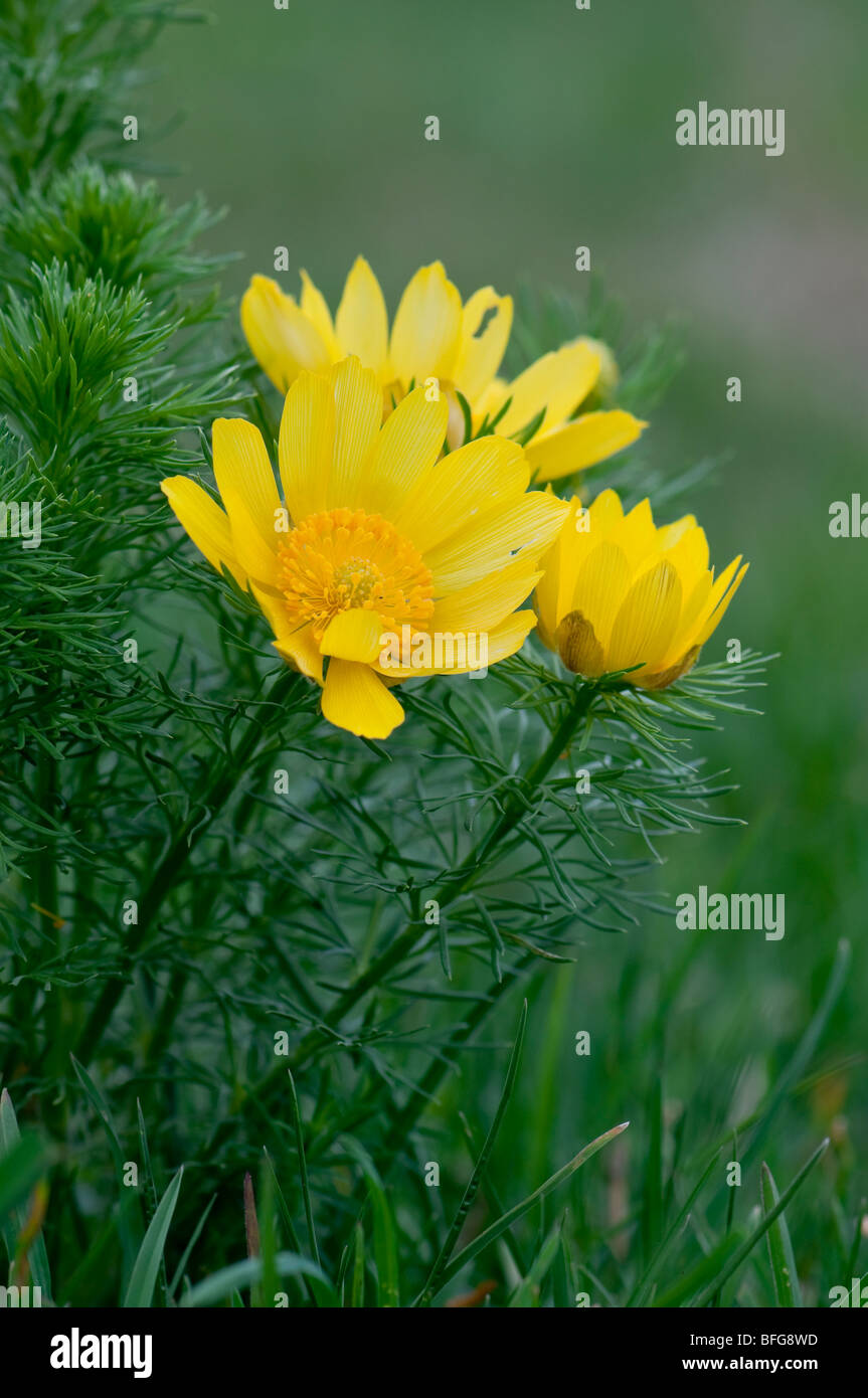 Spring adonis adonis vernalis hi-res stock photography and images - Alamy