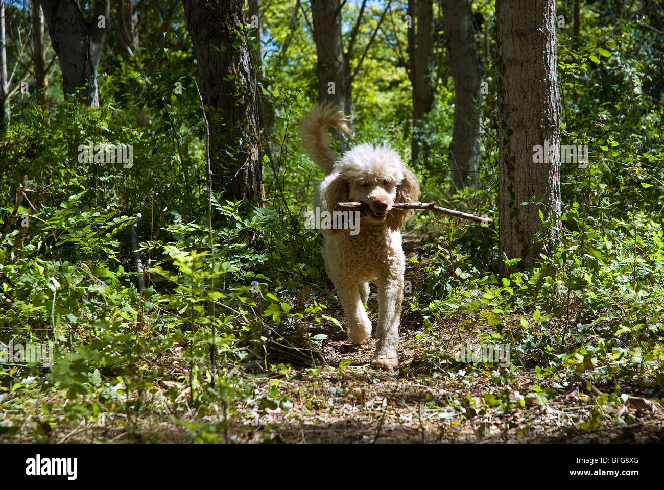 standard undocked poodle retrieving Stock Photo - Alamy