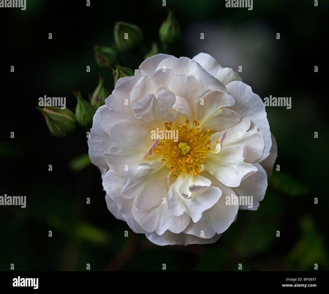 Old Blush Rose Stock Photos & Old Blush Rose Stock Images - Alamy