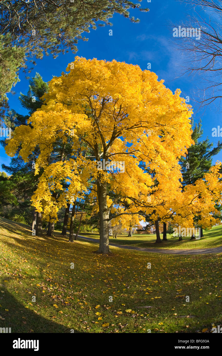 Yellow Fall color tree in Knox Farm State Park in East Aurora New York ...