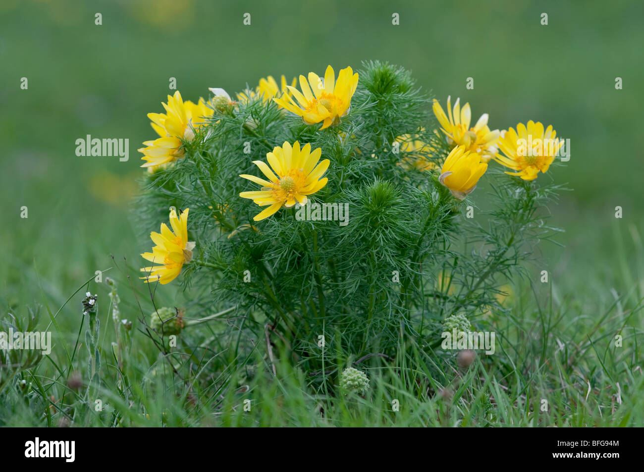 Spring adonis adonis vernalis hi-res stock photography and images - Alamy