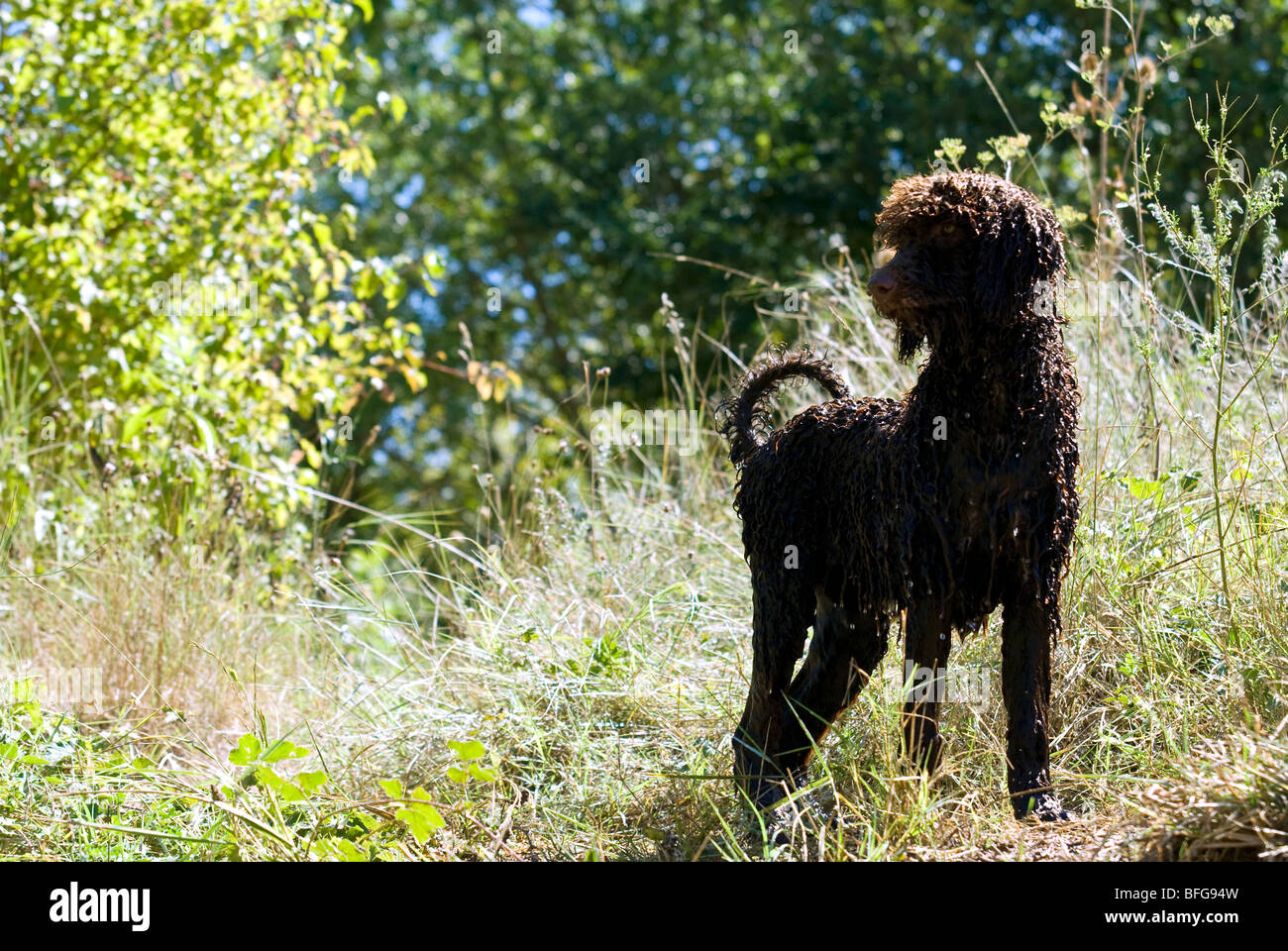 wet standard poodle, undocked Stock Photo - Alamy