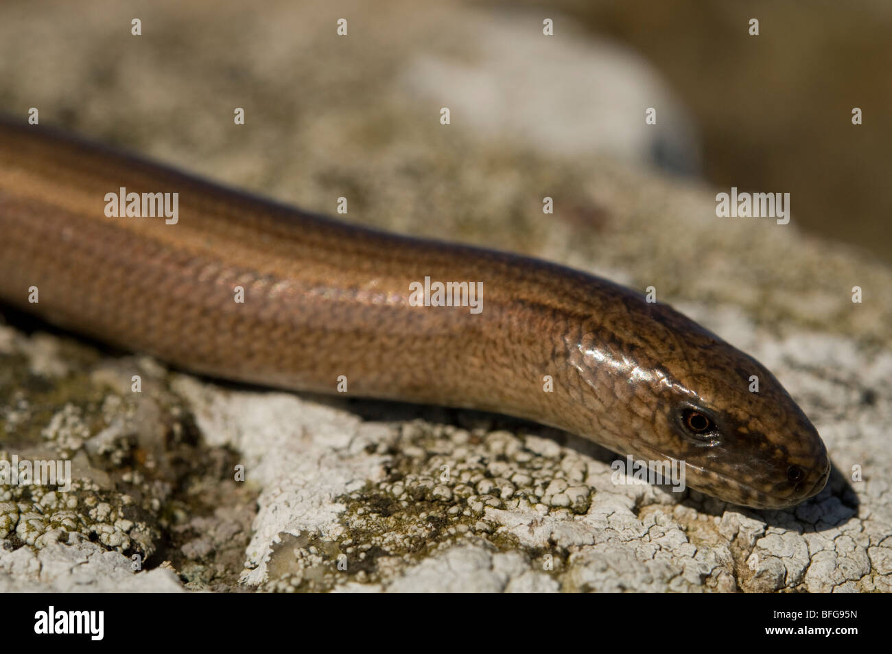 Anguis Fragilis Worm High Resolution Stock Photography and Images - Alamy