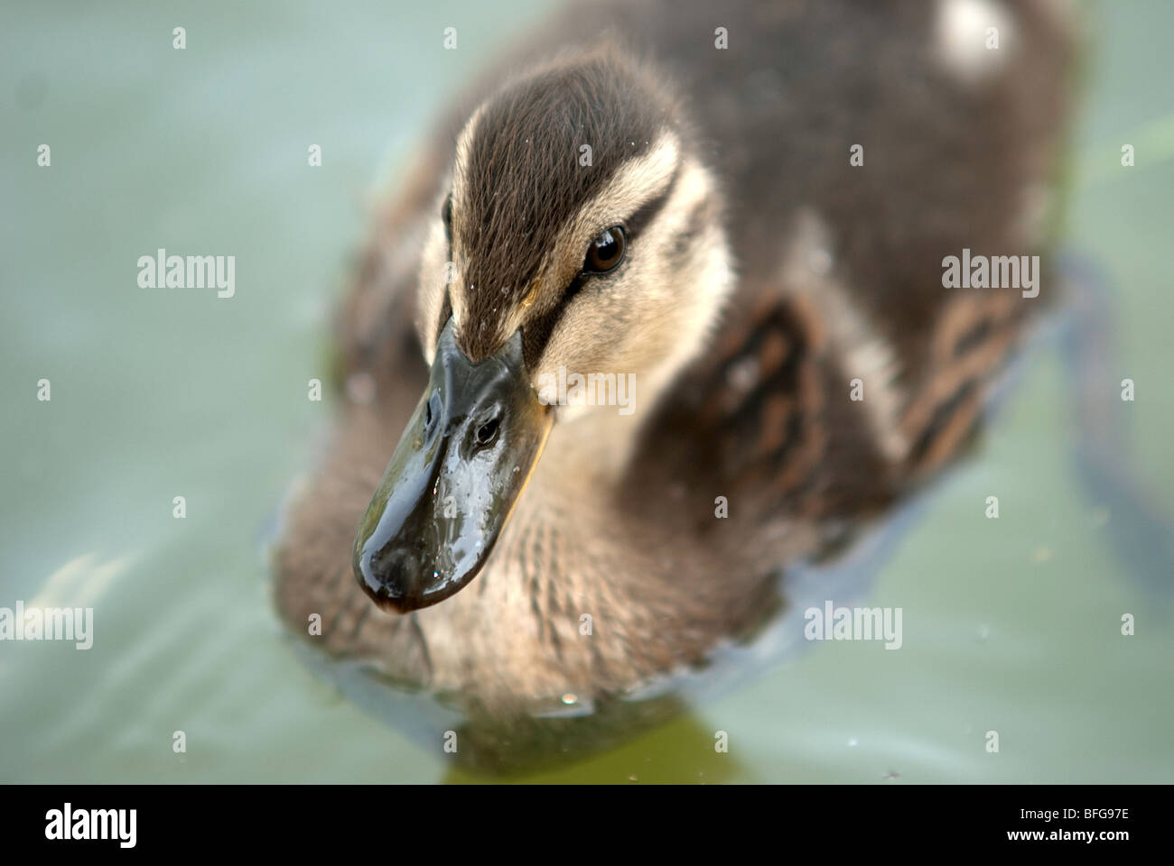 Adolescent duck hi-res stock photography and images - Alamy