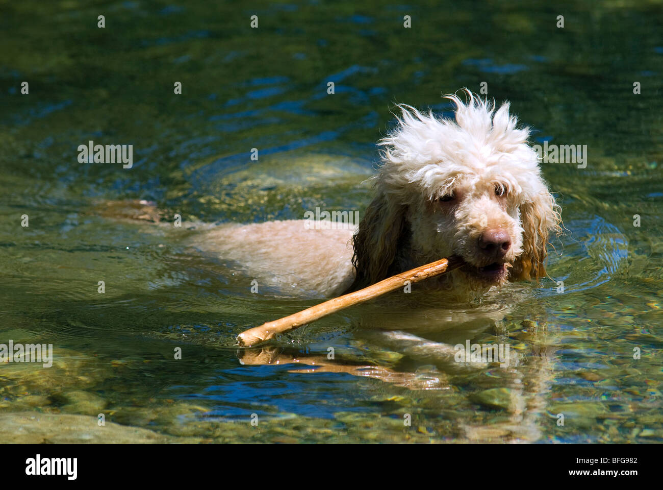 standard poodle in water with stick Stock Photo - Alamy
