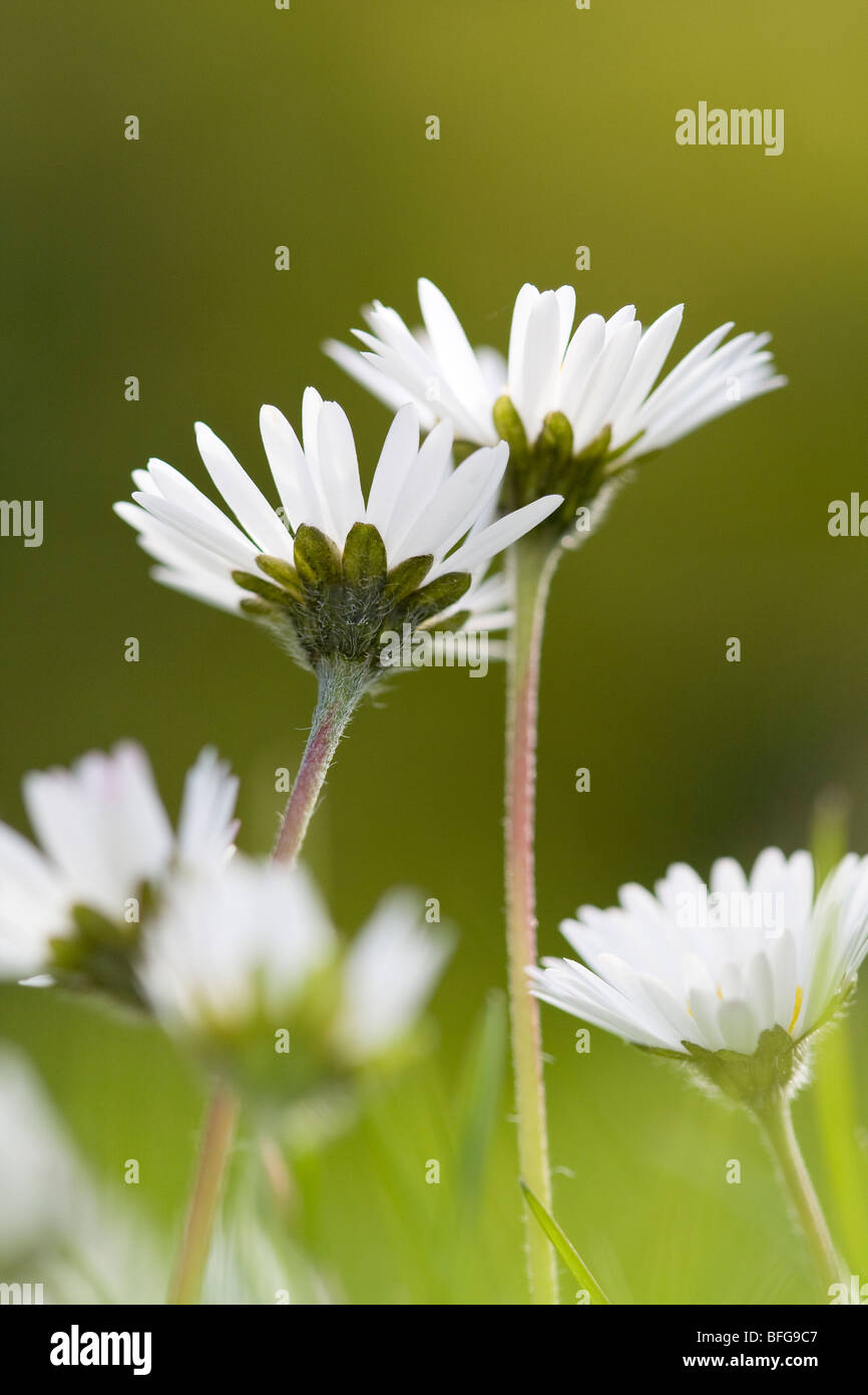 Common Daisies - Bellis perennis Stock Photo - Alamy