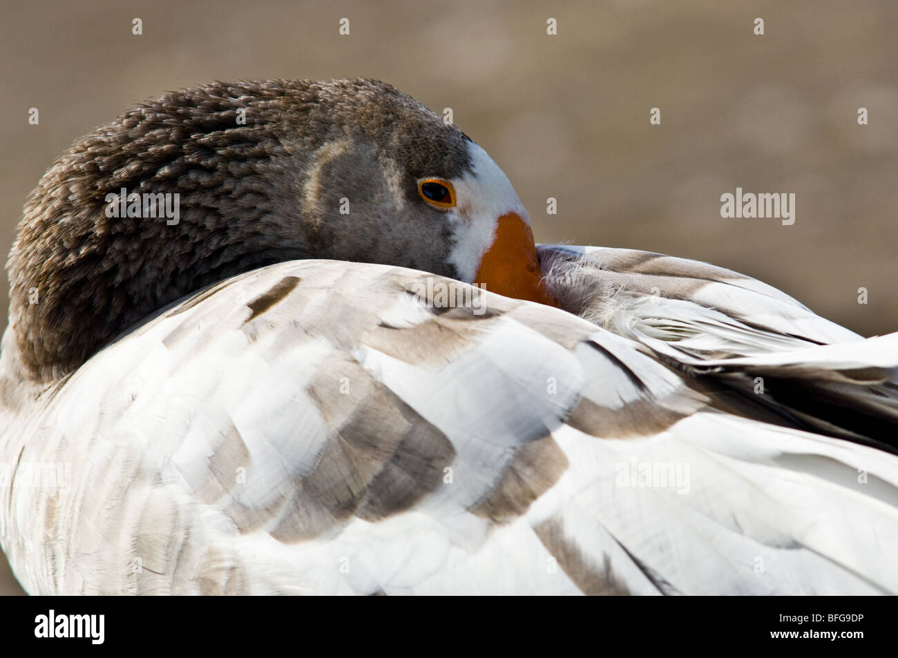 Orange and gold feathers hi-res stock photography and images - Alamy