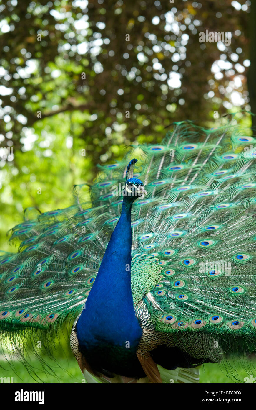 indian blue peacock Stock Photo - Alamy