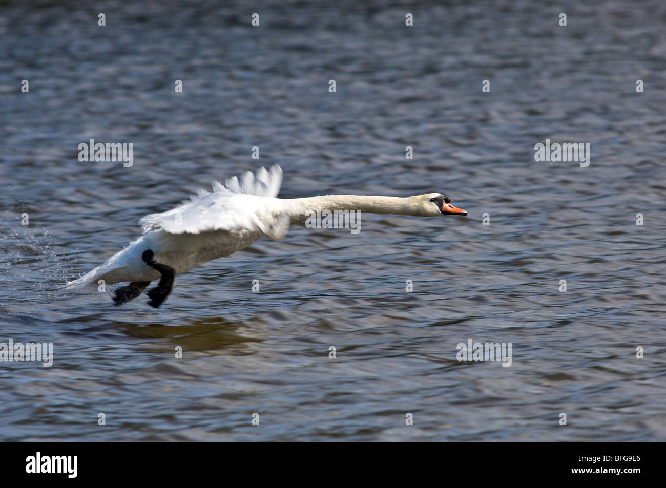 Male female swan hi-res stock photography and images - Alamy