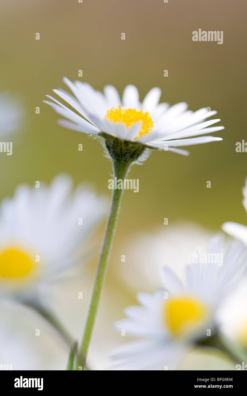 Common Daisies - Bellis perennis Stock Photo - Alamy