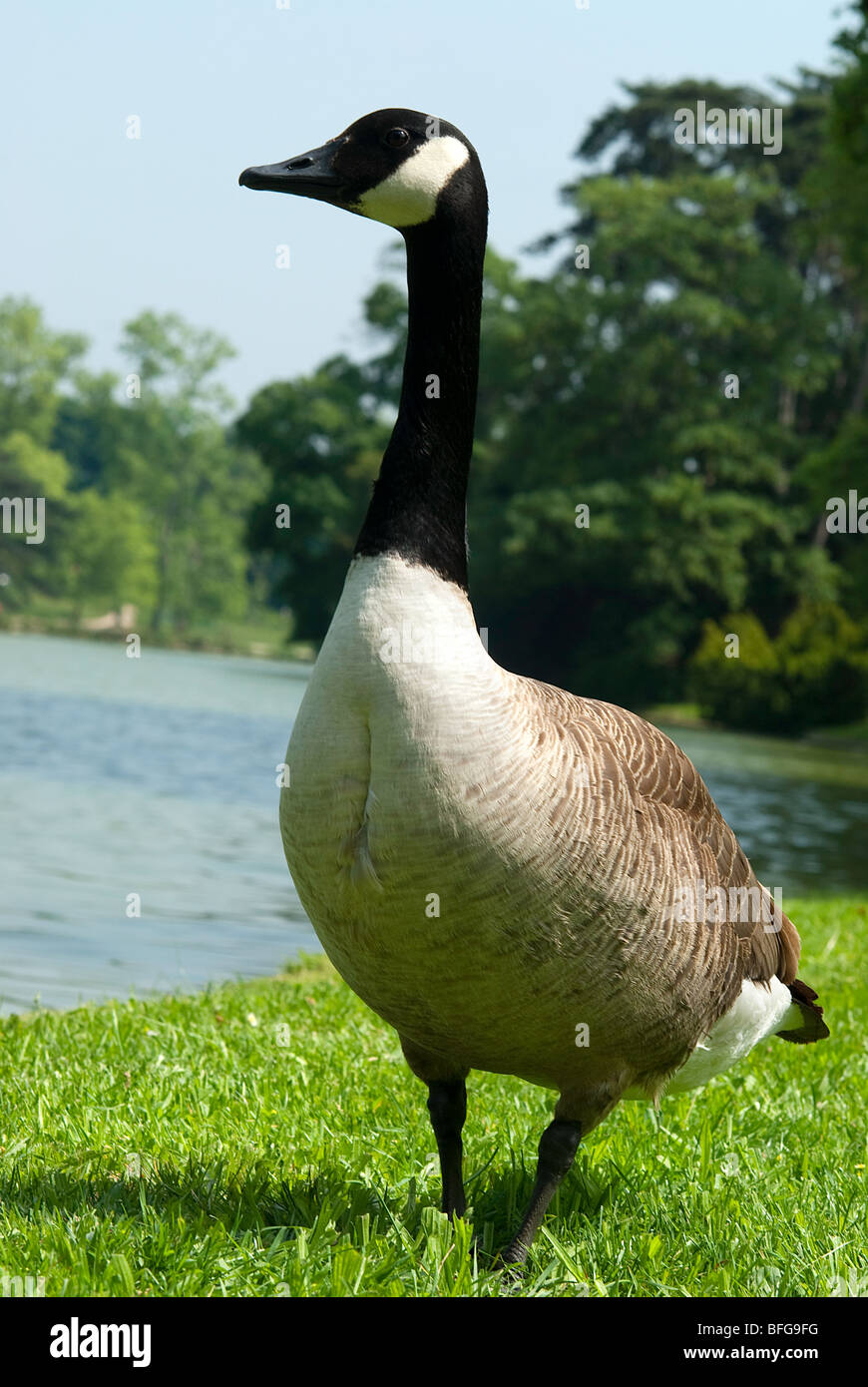 Canadian Geese High Resolution Stock Photography and Images - Alamy