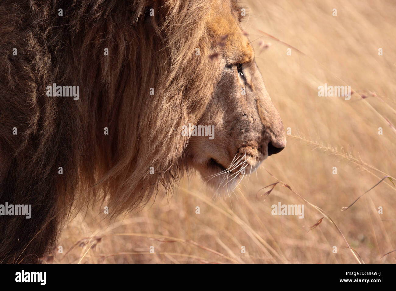 Lion head side profile hi-res stock photography and images - Alamy