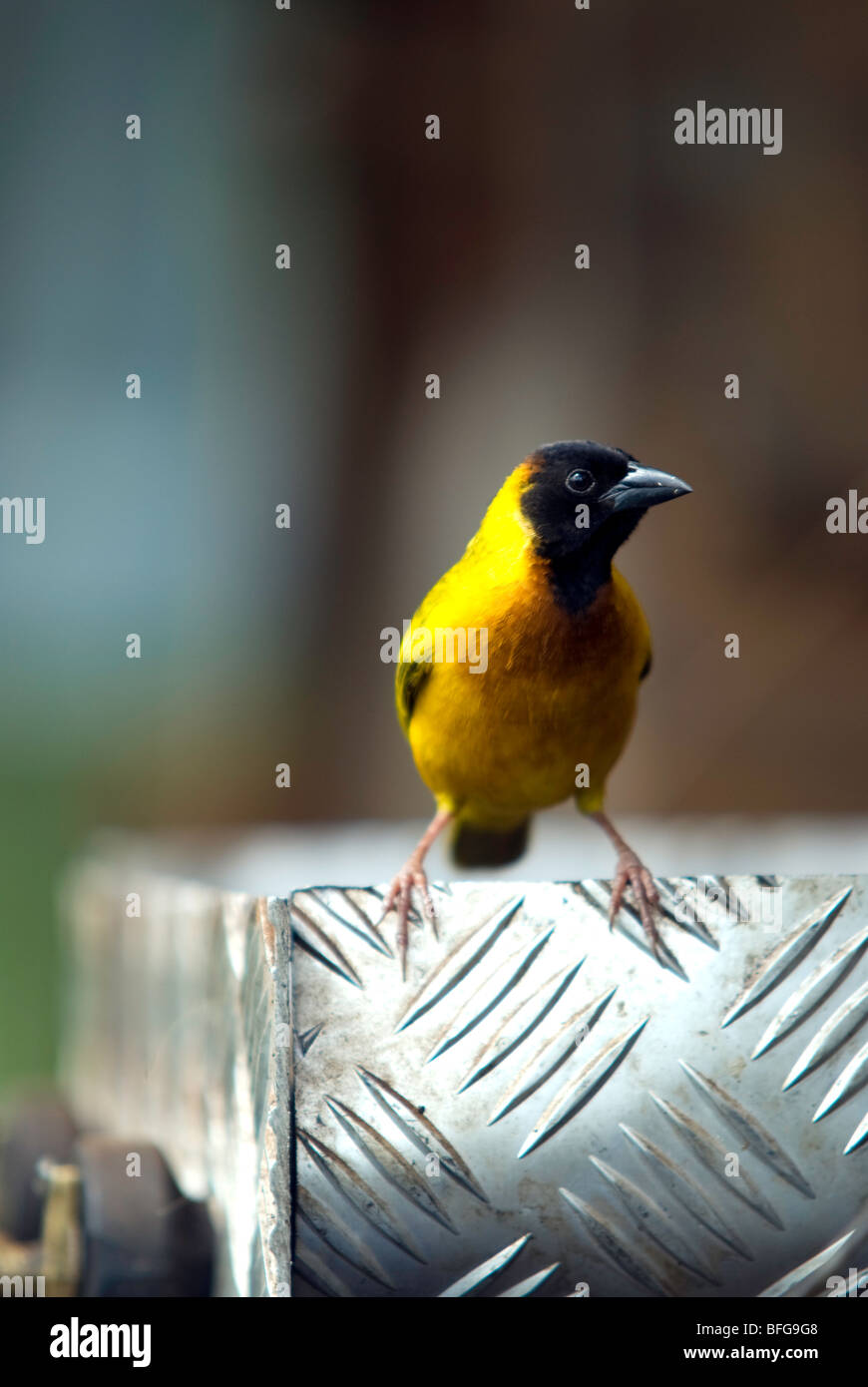 Yellow weaver bird hi-res stock photography and images - Alamy