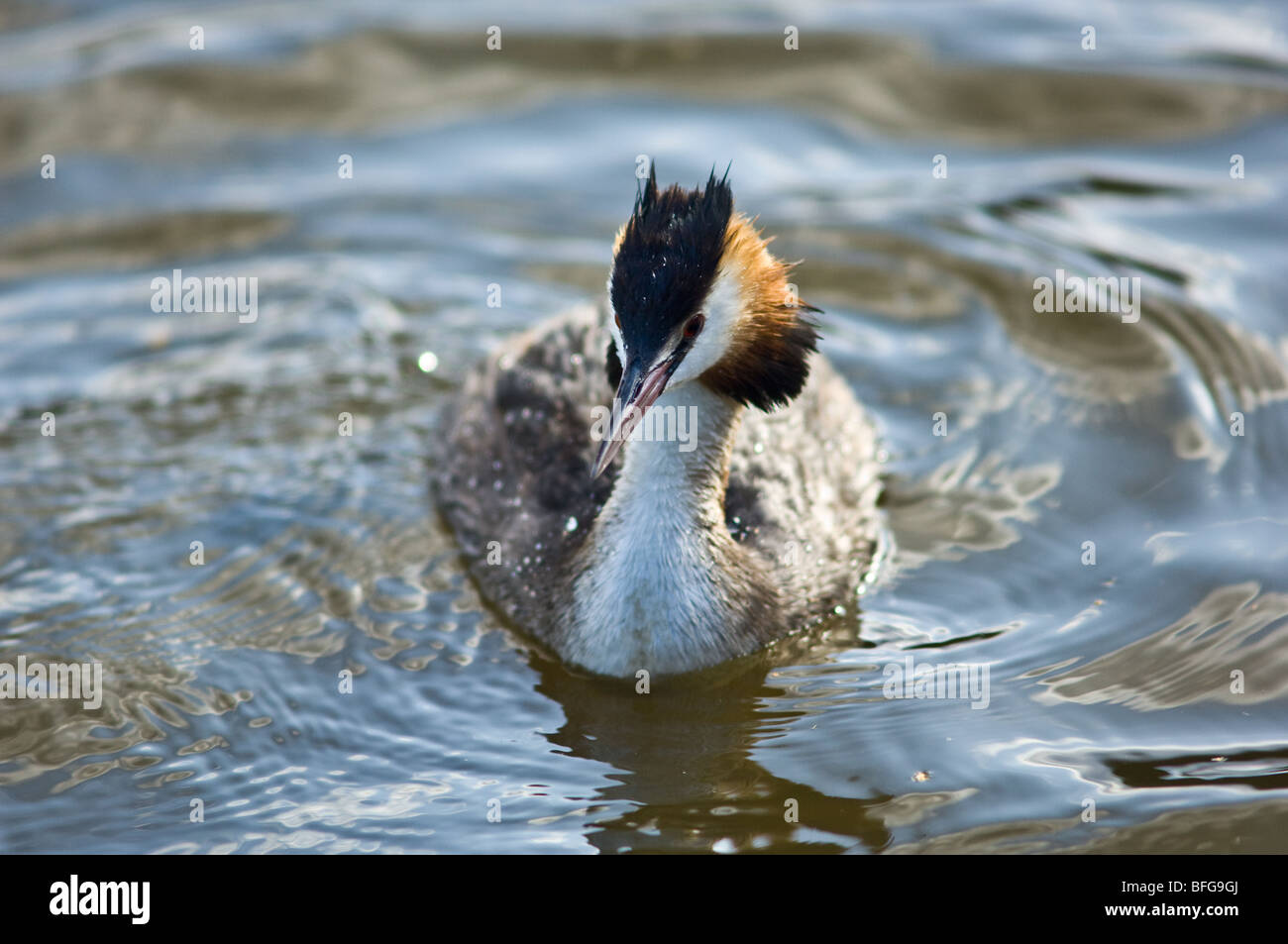 Great Crested Grebe swimming on lake Stock Photo - Alamy