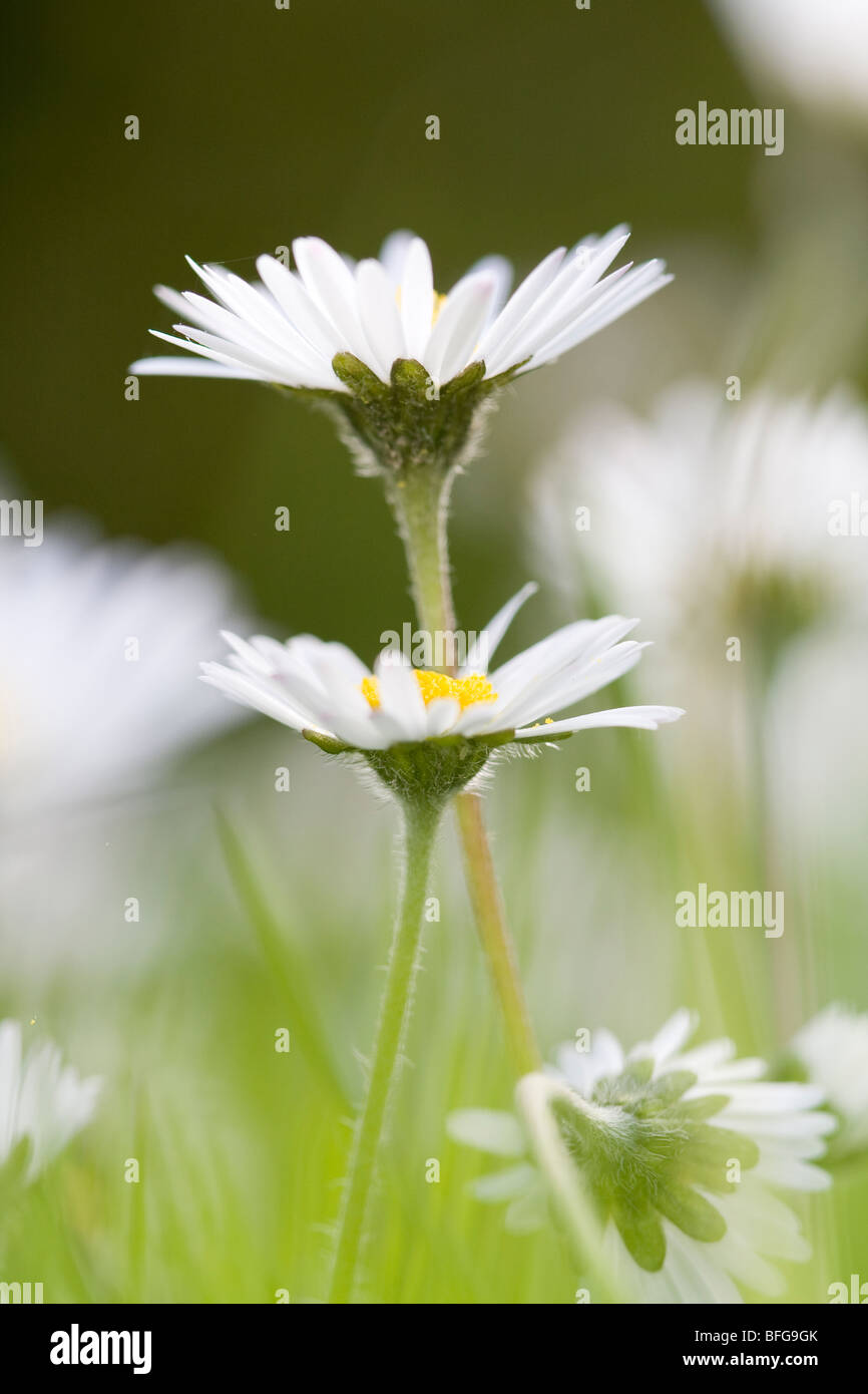Common daisy flower hi-res stock photography and images - Alamy