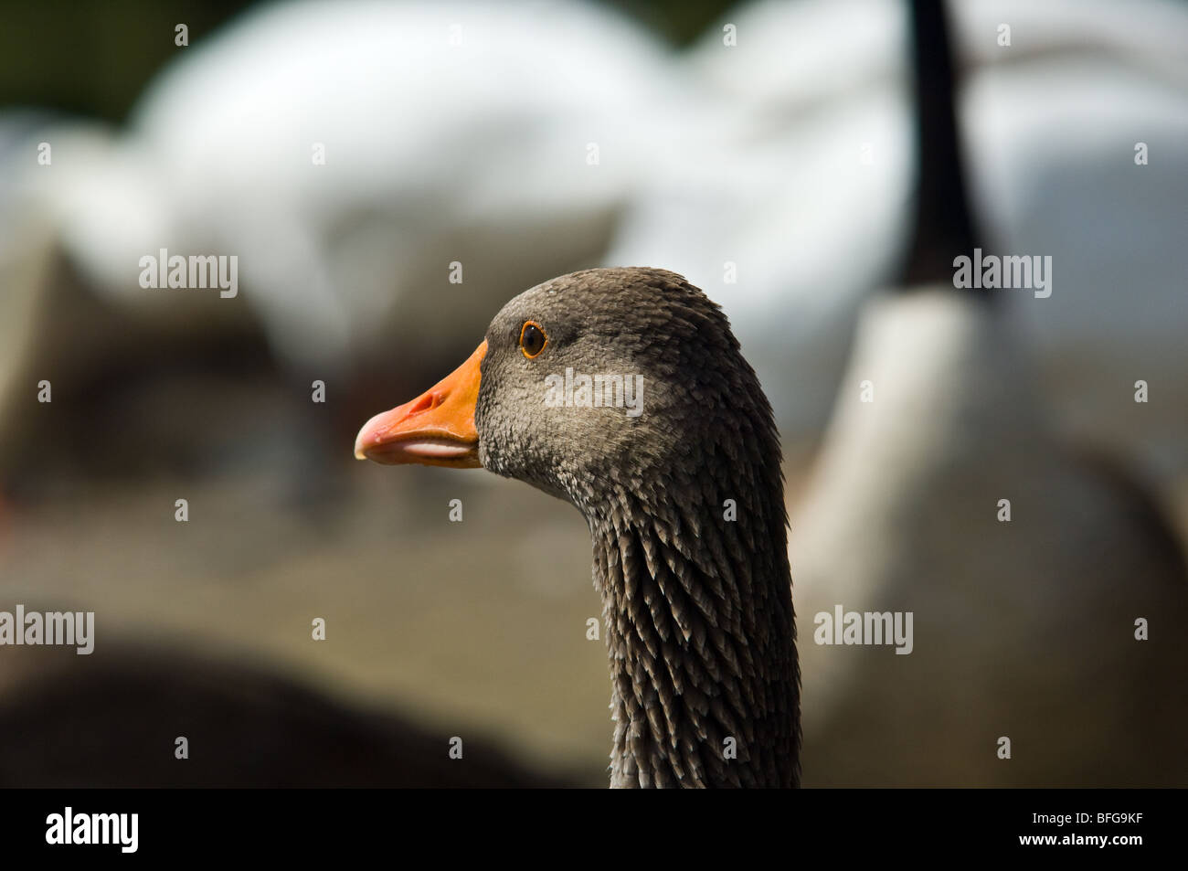 Sedentary bird hi-res stock photography and images - Alamy
