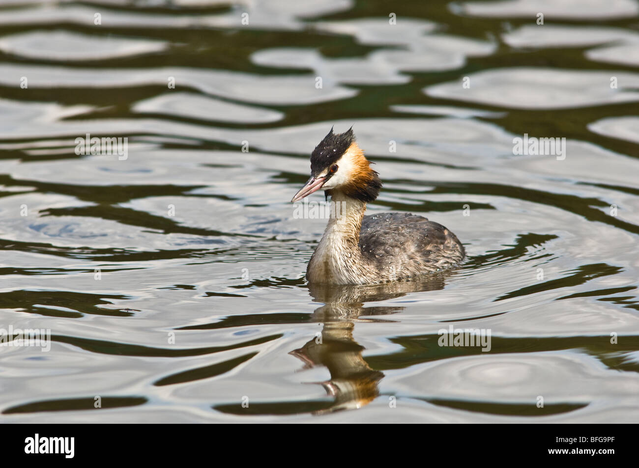 Great Crested Grebe swimming on lake Stock Photo - Alamy
