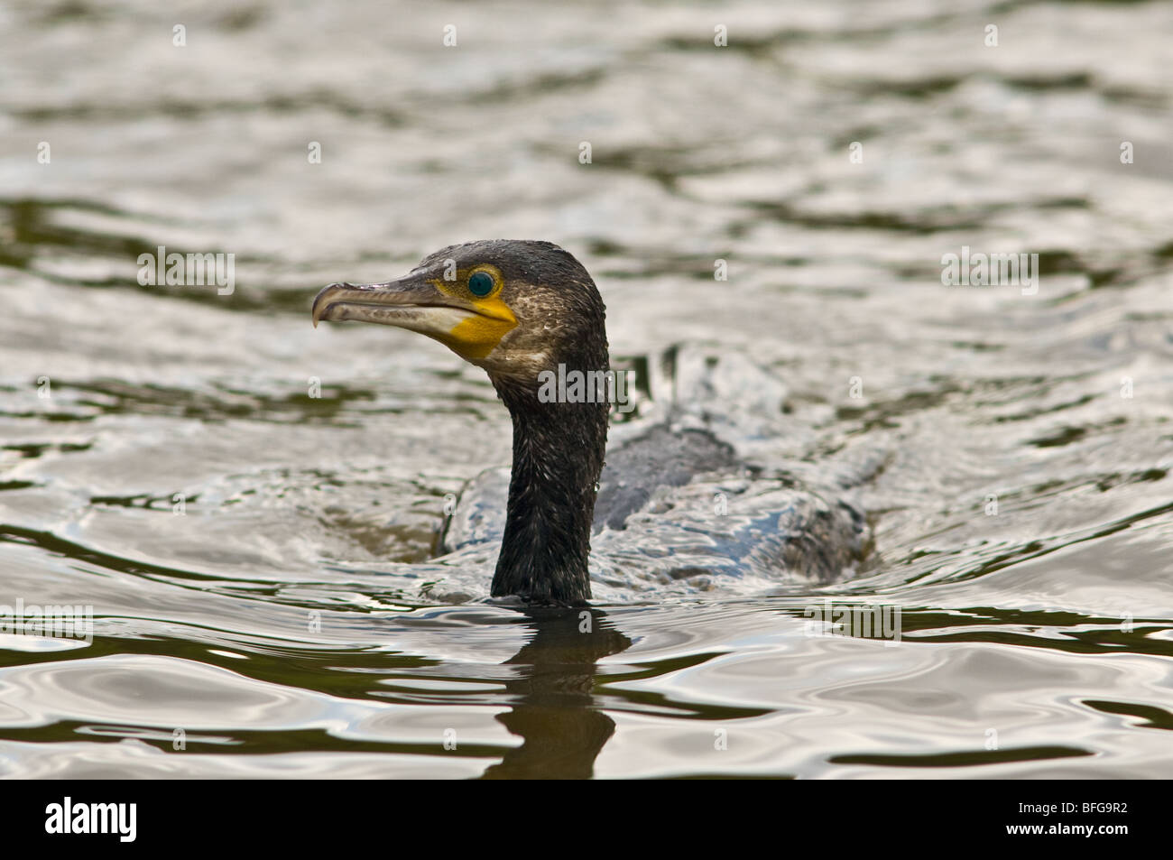 A Cormorant swimming low in the water hunting for fish Stock Photo - Alamy