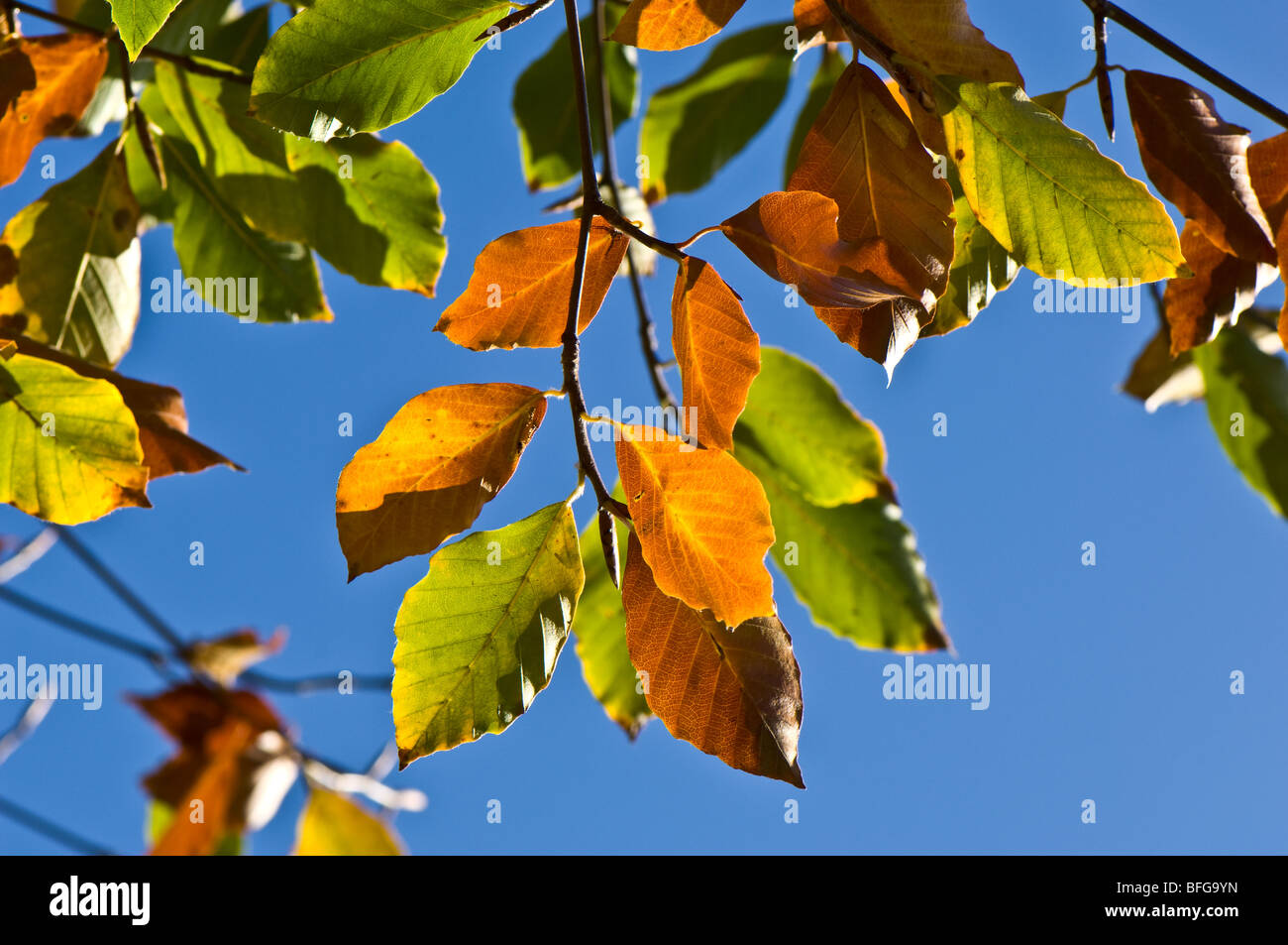 Leaves changing their colour in the autumn season Stock Photo - Alamy