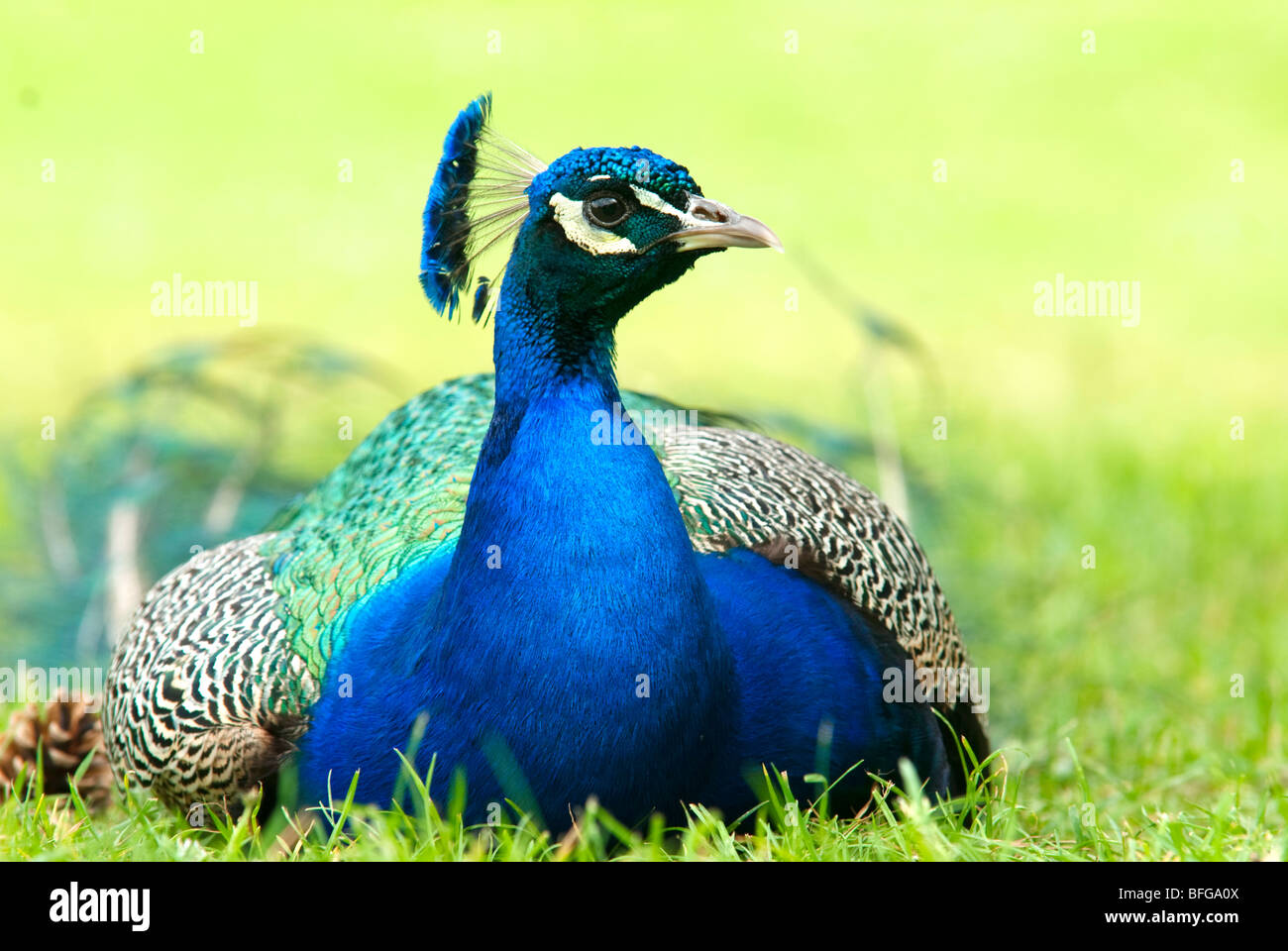 Indian peacocks hi-res stock photography and images - Alamy