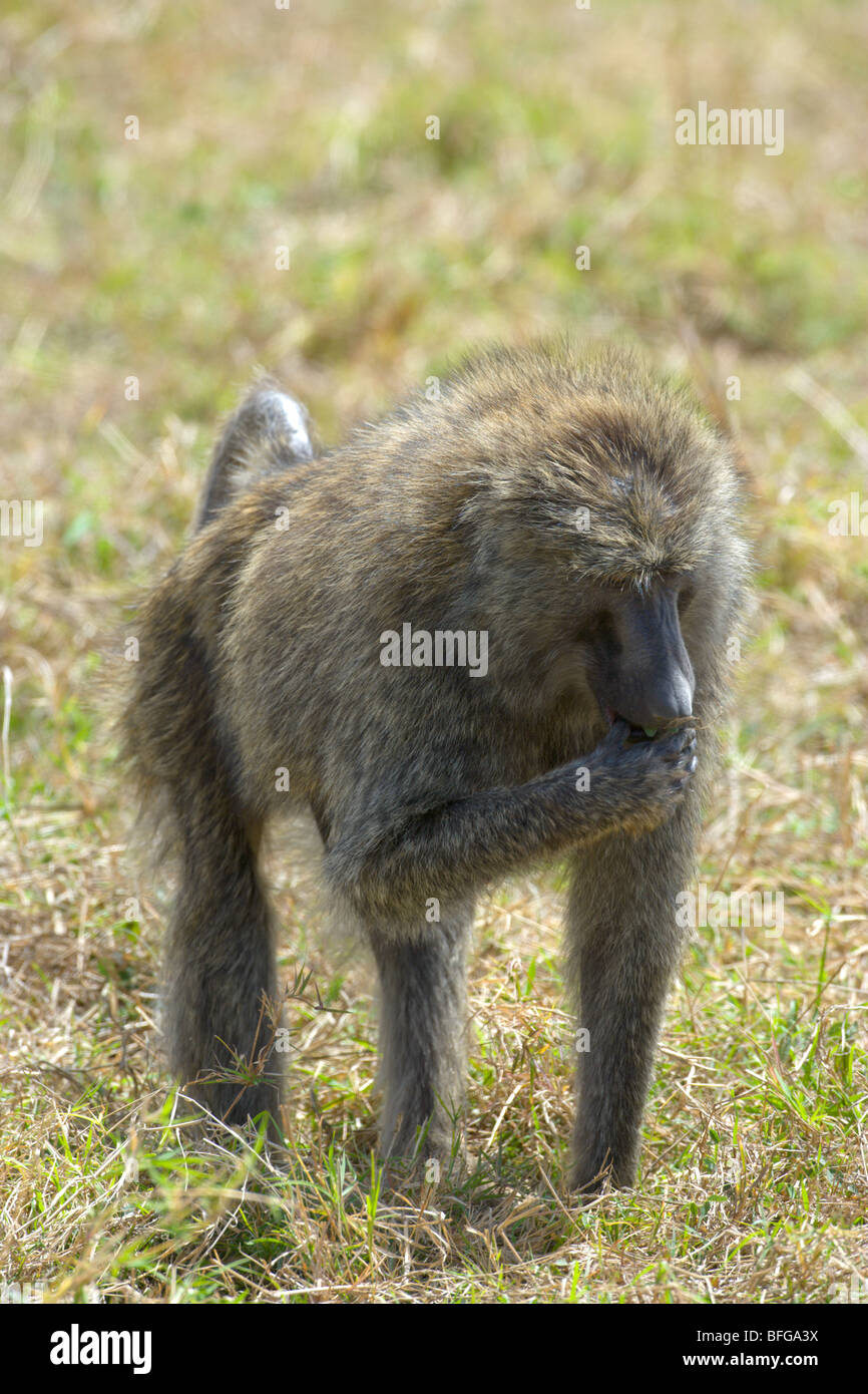 Foraging foods hi-res stock photography and images - Alamy