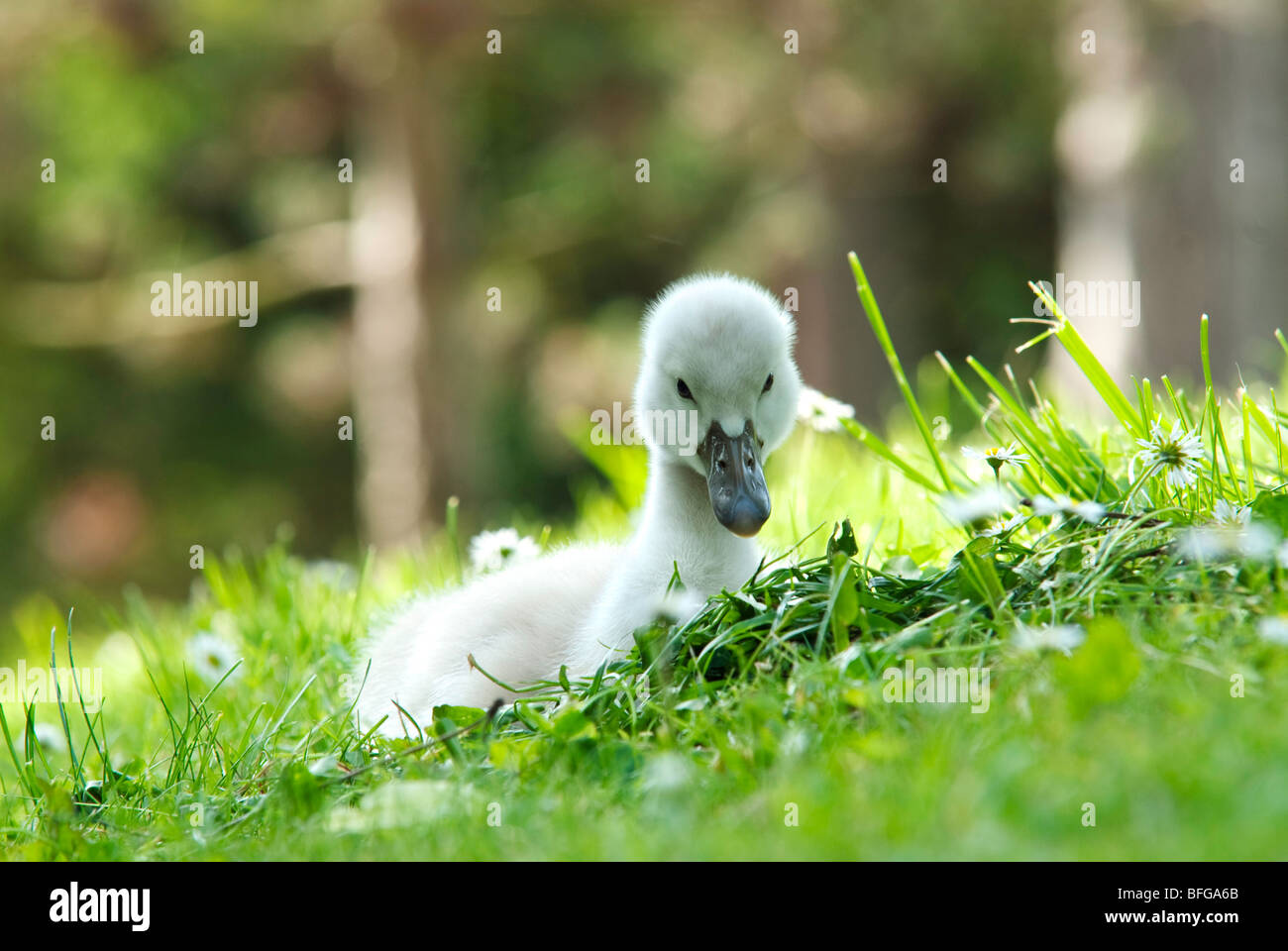 Cygnet color hi-res stock photography and images - Alamy