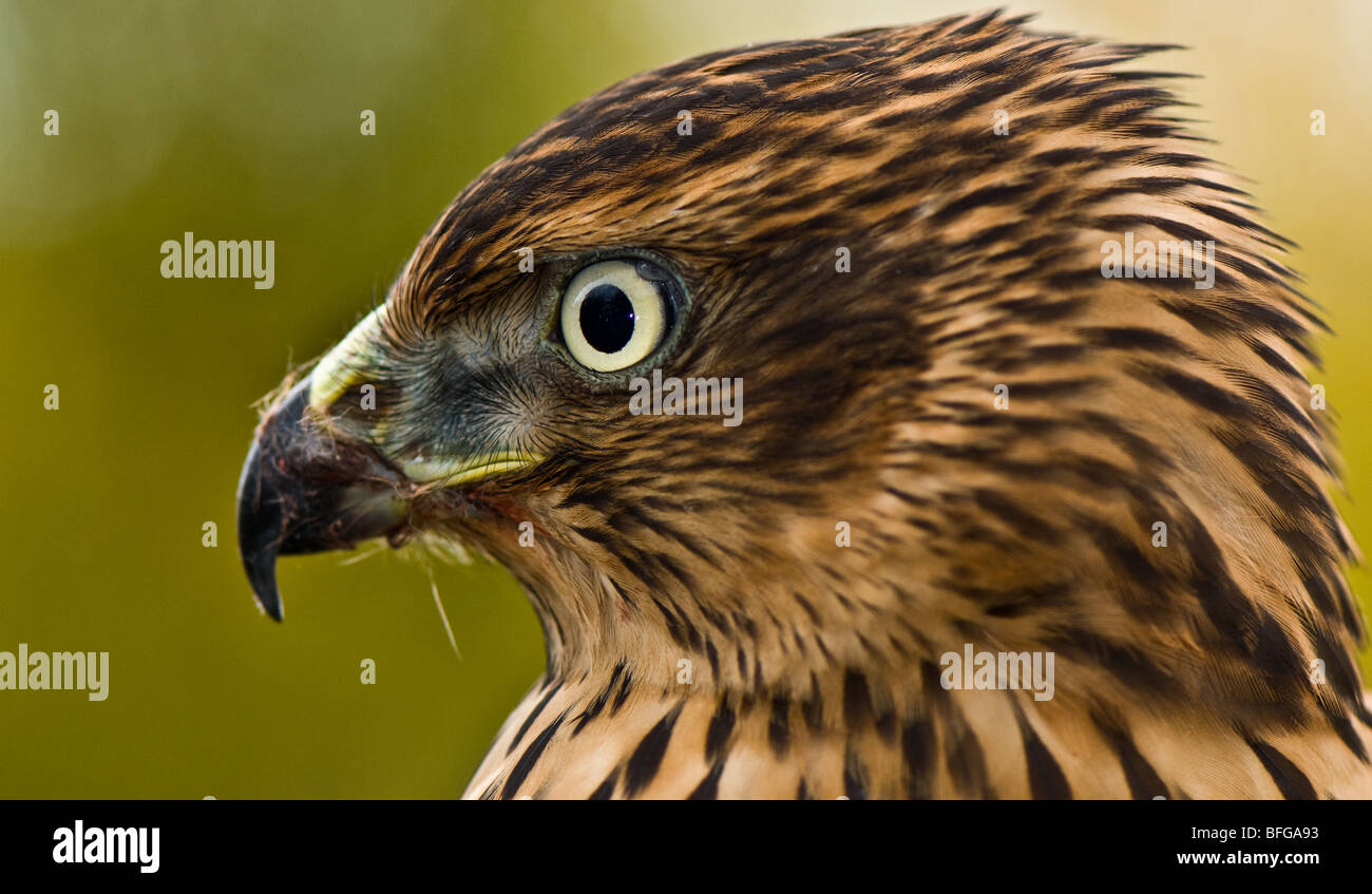 Close-up of a bird of prey a cross between a Sparrow hawk and a African ...