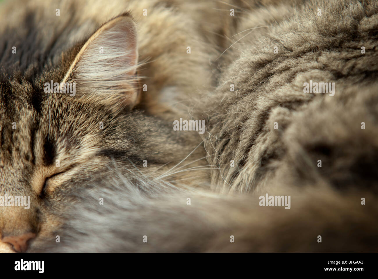 longhaired tabby cat sleeping Stock Photo - Alamy