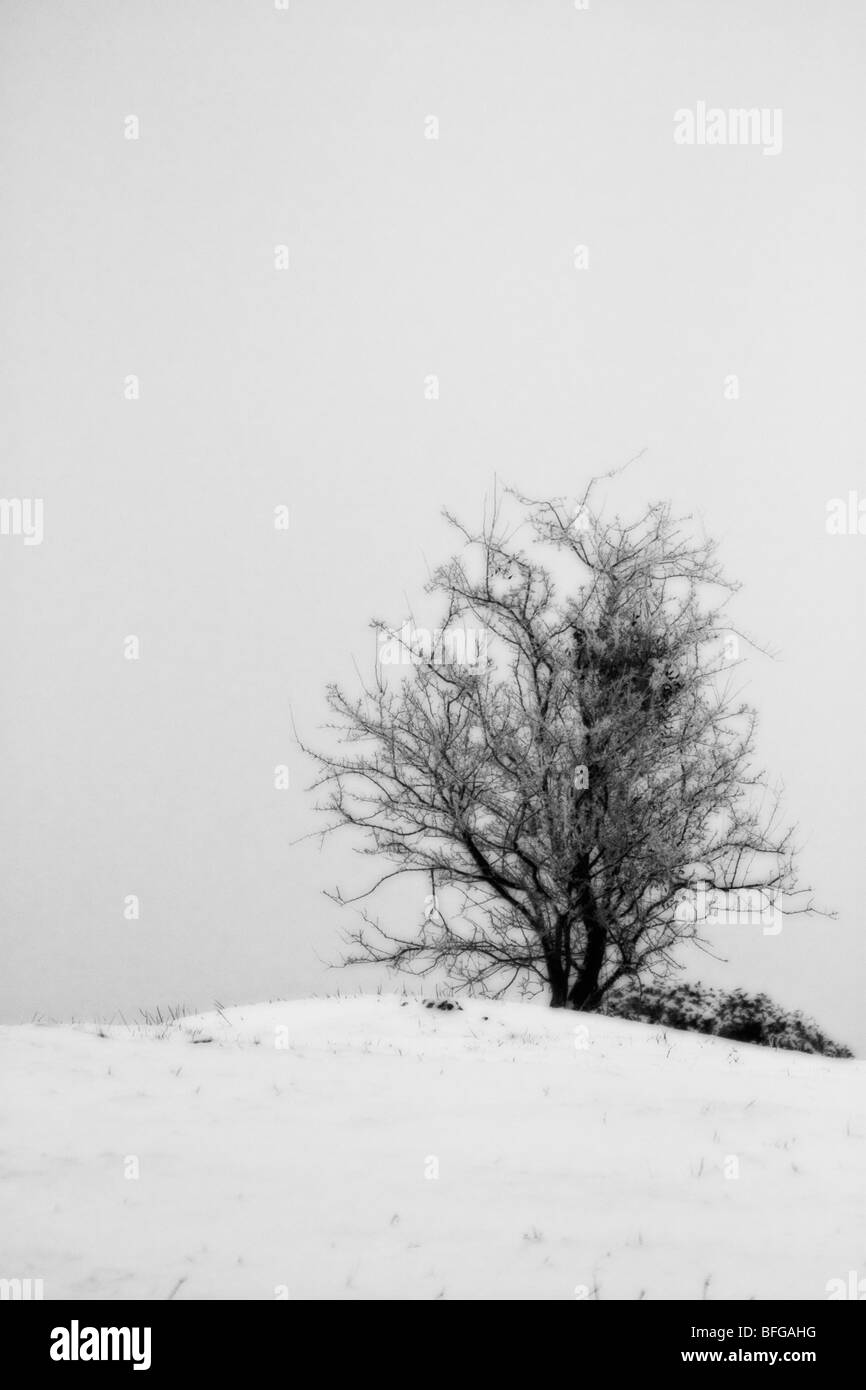 Tree of may Black and White Stock Photos & Images - Alamy