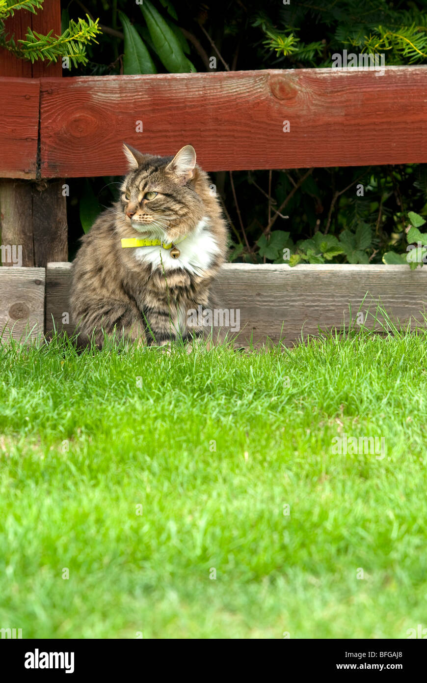non pedigree tabby cat sitting in a garden Stock Photo - Alamy