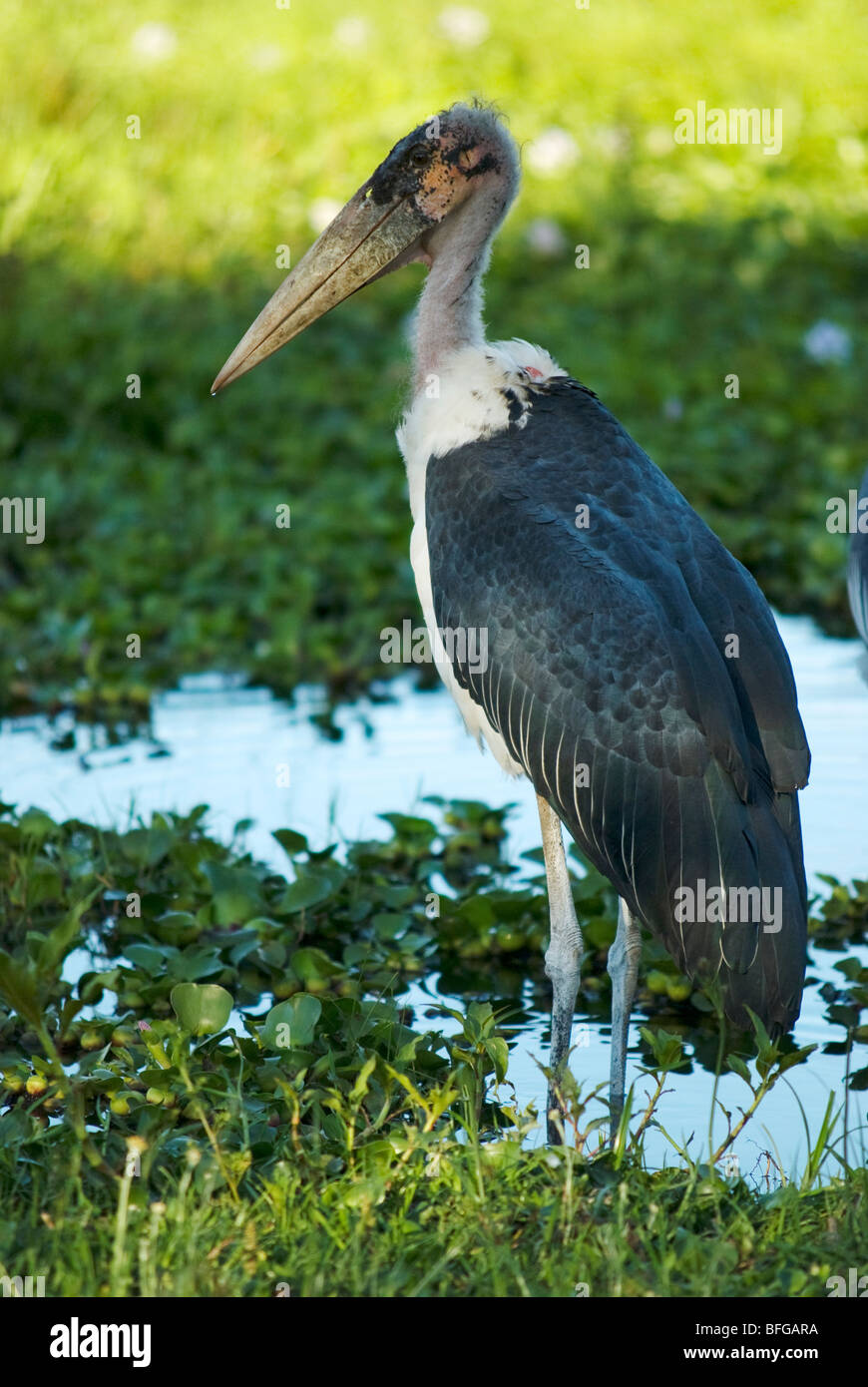 Undertaker bird hi-res stock photography and images - Alamy