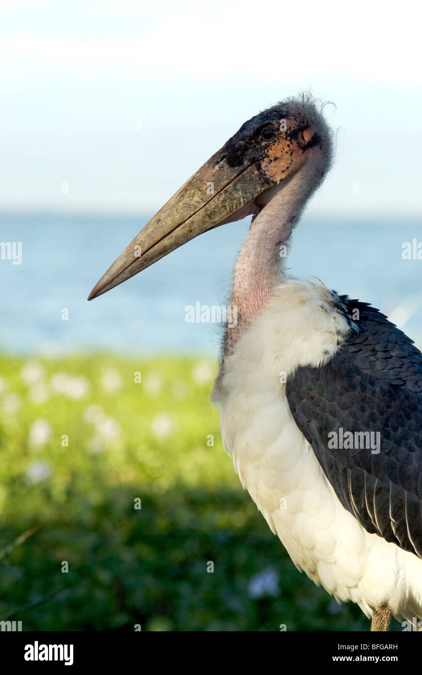 marabou stork side view Stock Photo - Alamy