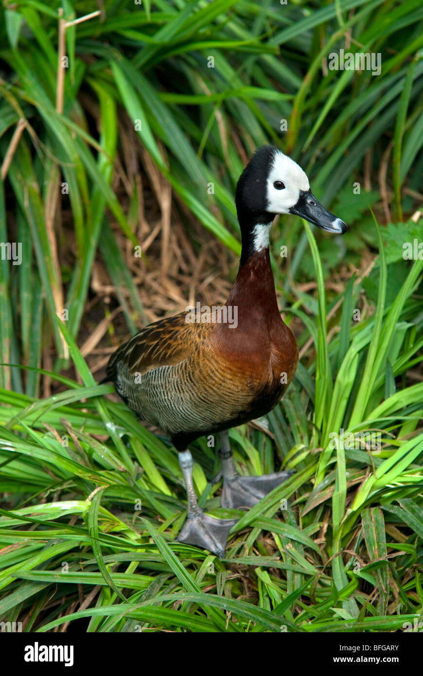 White faced whistling duck hi-res stock photography and images - Alamy