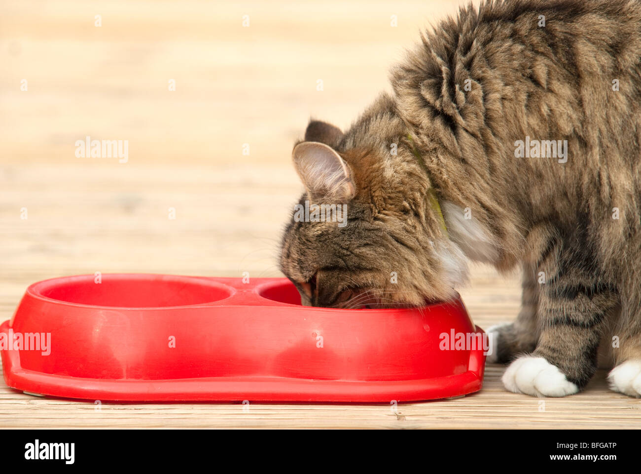 Non pedigree longhair cats hi-res stock photography and images - Alamy