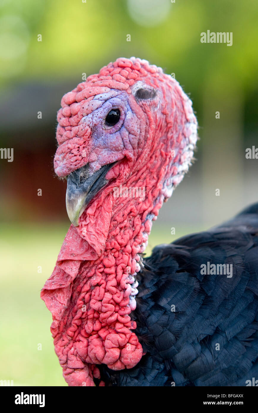 turkey side view Stock Photo - Alamy