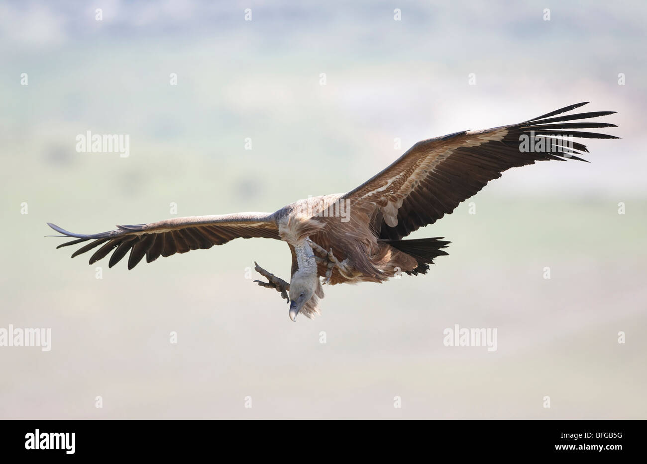 Eurasian griffon vulture hi-res stock photography and images - Alamy